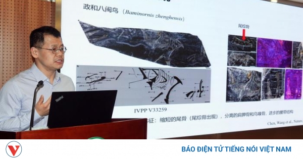 Lịch sử tiến hóa loài chim phải viết lại sau phát hiện hóa thạch ở Trung Quốc?